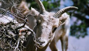 The Colorado River in Grand Canyon National Park | Rivers & Oceans