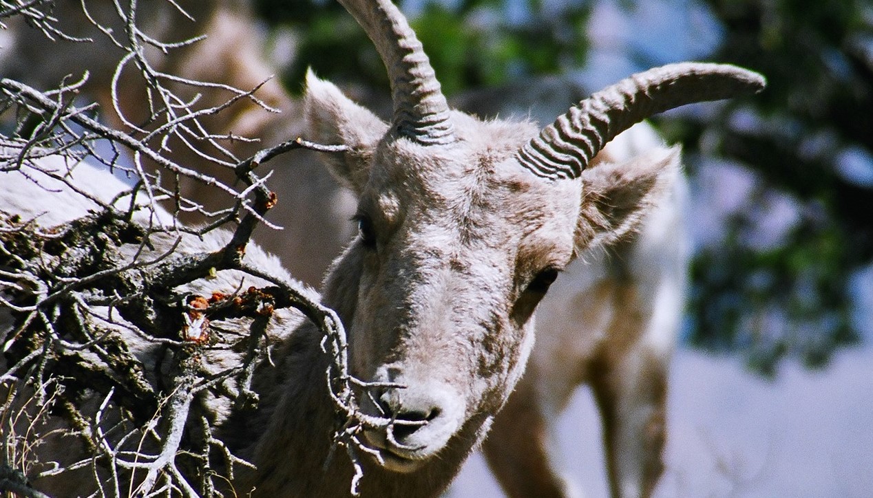 The Colorado River in Grand Canyon National Park | Rivers & Oceans
