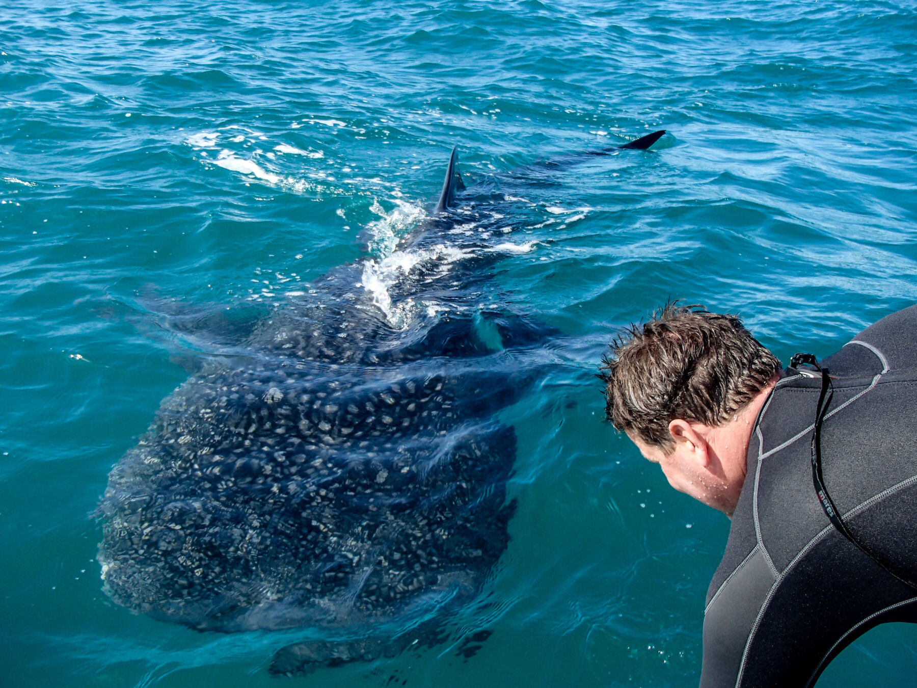 Guide to Whales of Baja California, Mexico