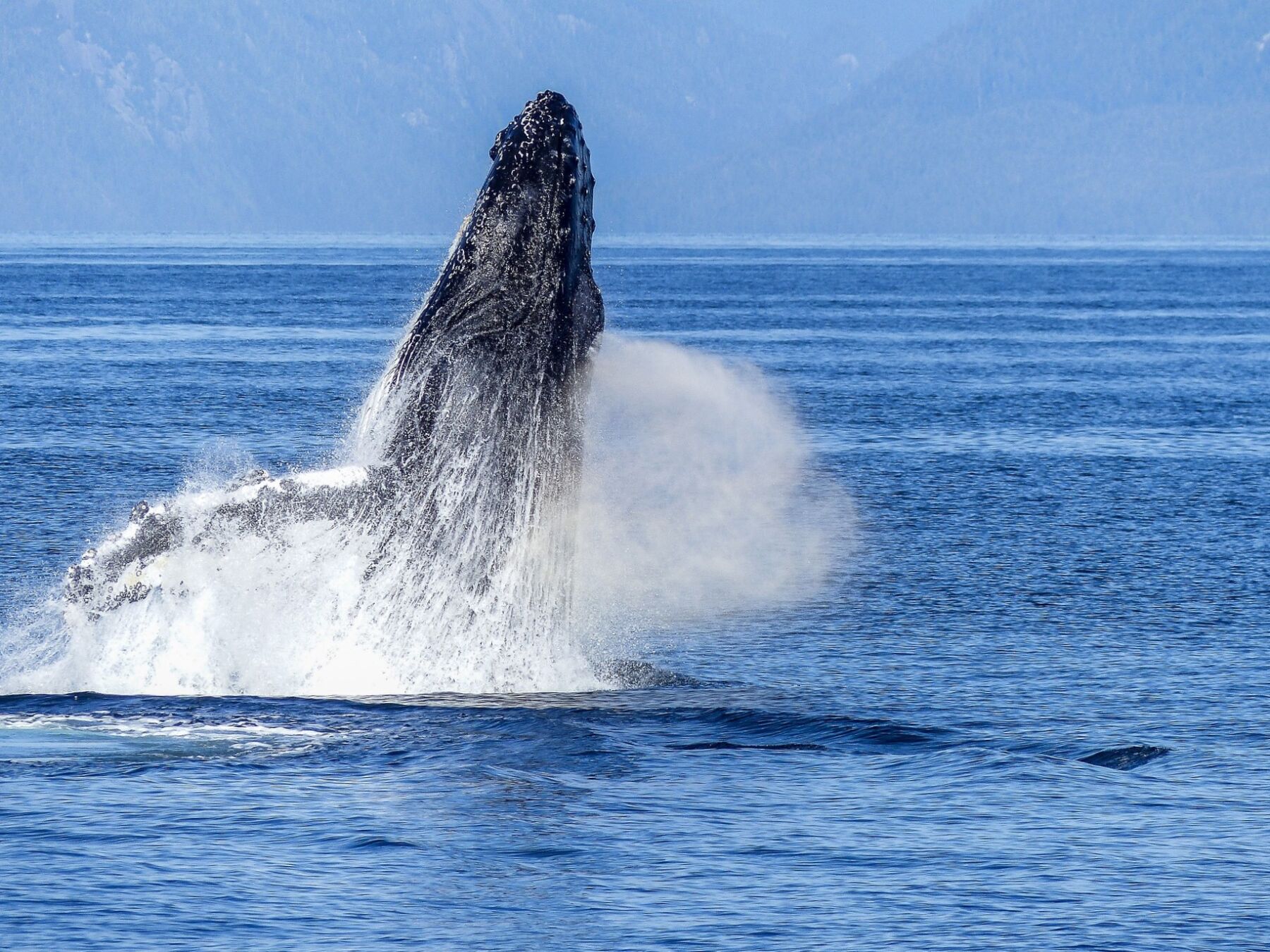 Guide to Whales of Baja California, Mexico